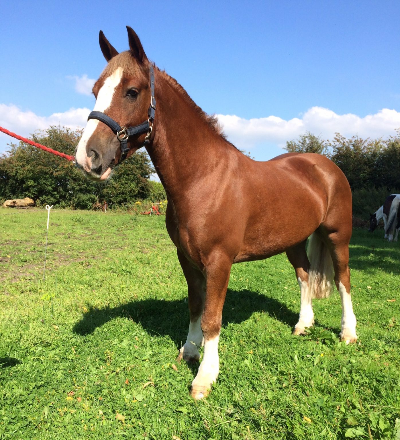 ***SOLD TO UK***Bombproof Cob for sale – Nagero Irish Sport Horses