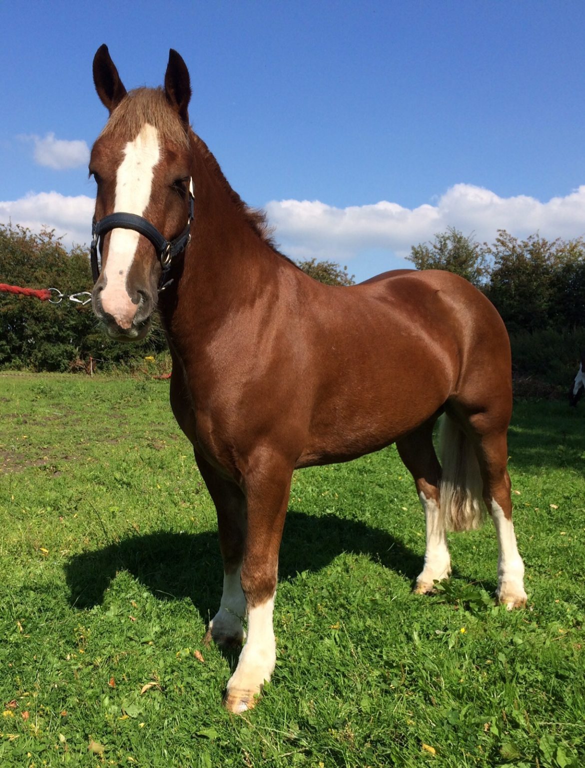 ***SOLD TO UK***Bombproof Cob for sale – Nagero Irish Sport Horses