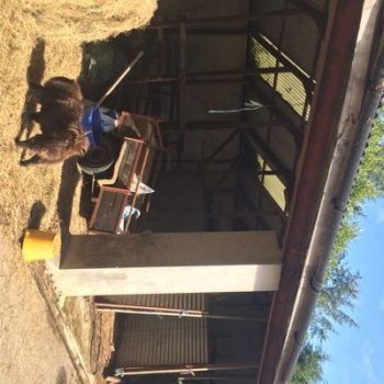 **SOLD TO UK**Fantastic Hunting Horse/All Rounder/RC – Nagero Irish ...