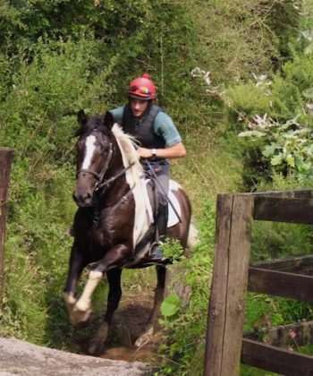 *SOLD TO DENMARK*148cm top showjumping pony – Nagero Irish Sport Horses