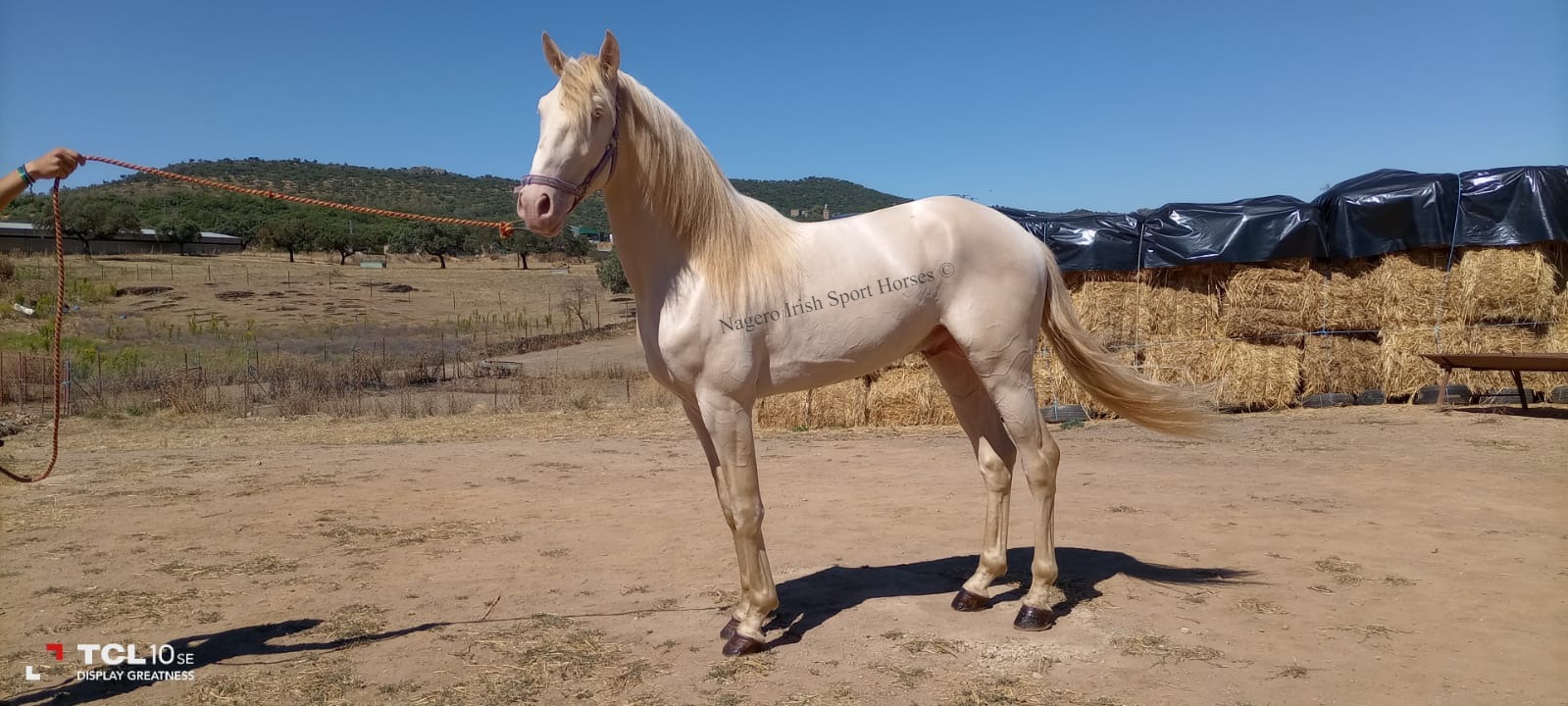 Rare Albino Lusitano Colt – Nagero Irish Sport Horses