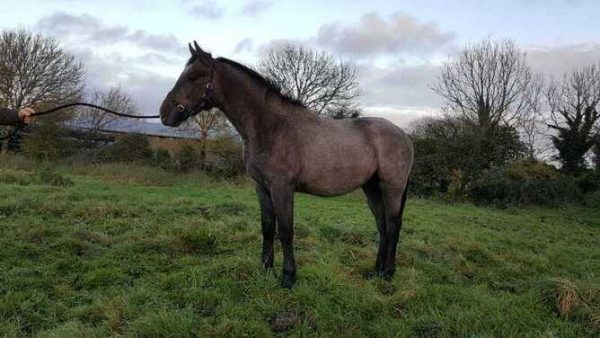 Fabulous 2 year old RID Colt – Nagero Irish Sport Horses